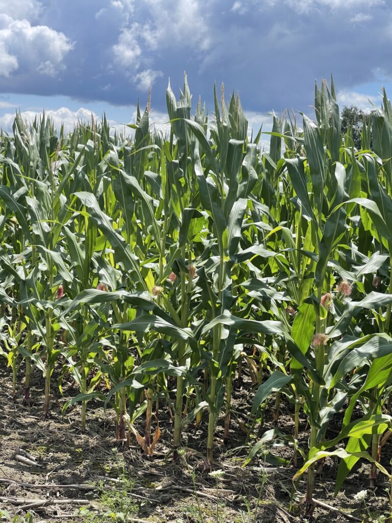 Travel Bug Playcation: Great Barrington – The Greylock Glass