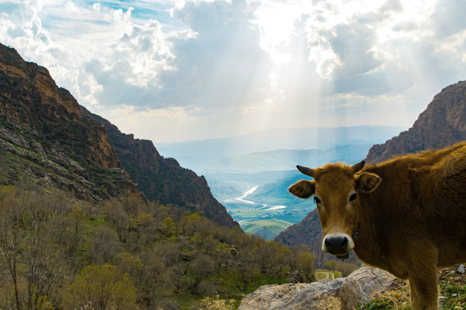 Teeth from royal cattle herds of Mesopotamia shed light on ancient ...